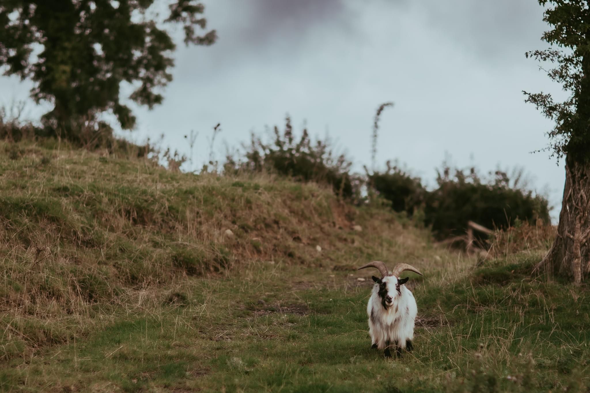 Gilfach Gower Farm Luxury Glamping and Sustainable Meat – Eco ...
